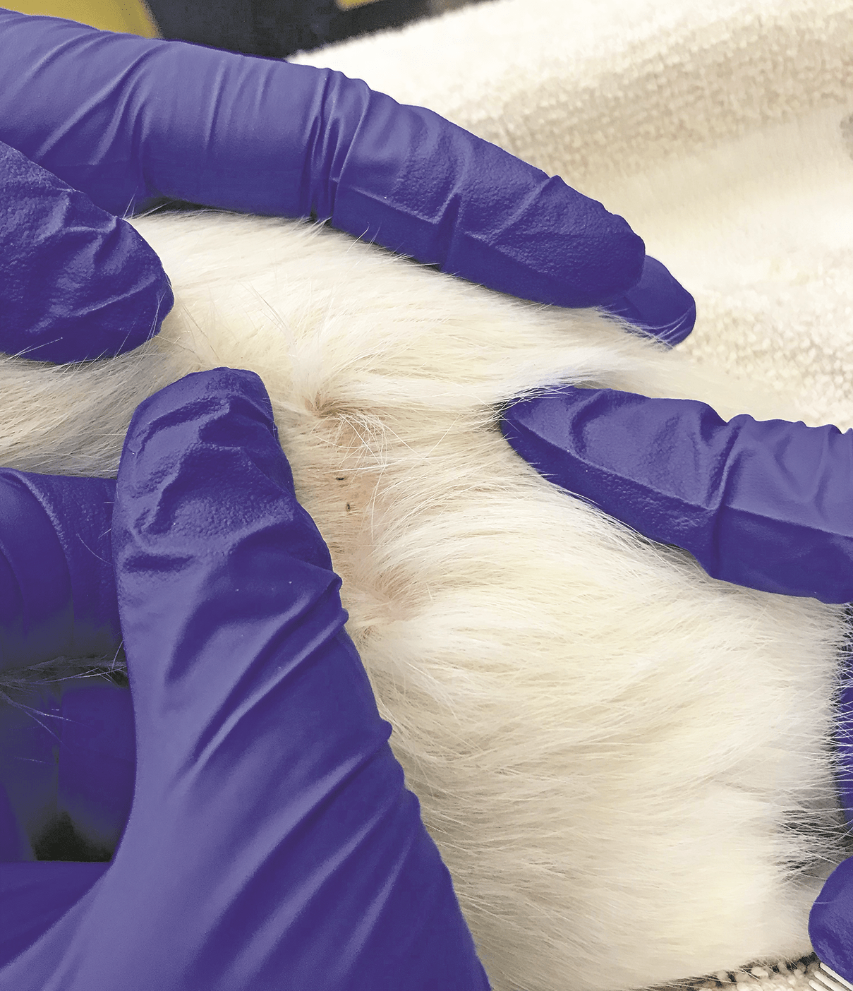 Ectoparasites in rabbits - WSAVA