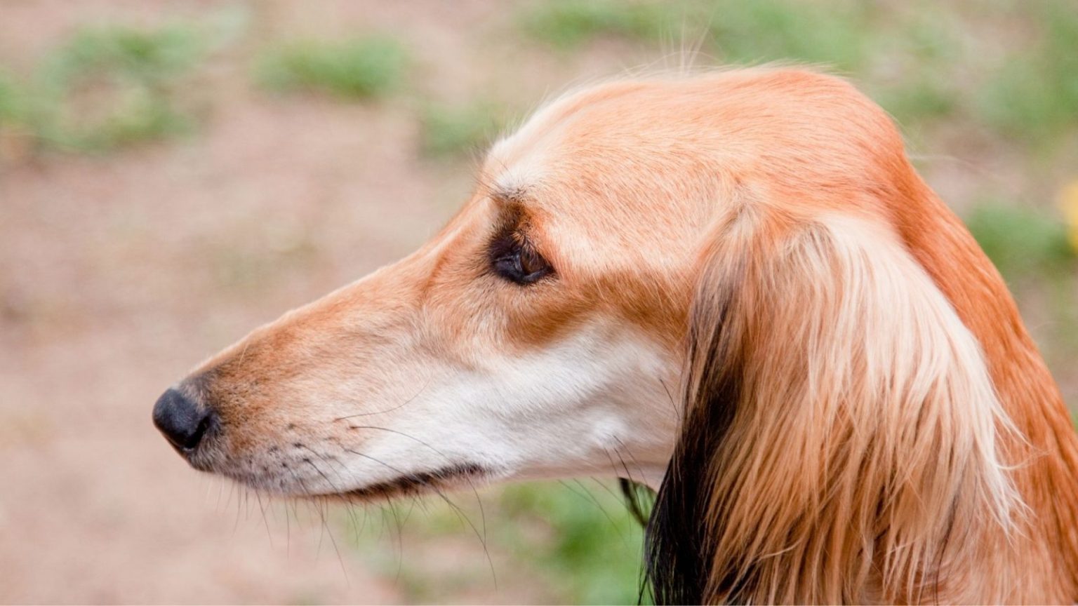 Dog Breeds: What you need to know about Salukis - WSAVA
